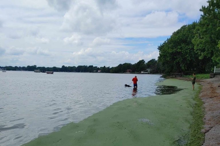 Bokep msbrew squid game a single review on the review site